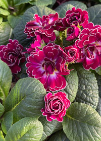 Primula vulgaris Belarina® 'Candy Frost'