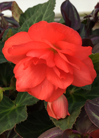 Begonia tuberosa 'I'conia Miss Malibu'