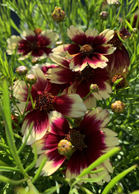 Coreopsis x Satin & Lace™ Peach Sparkle'