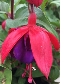 Fuchsia 'Voodoo'