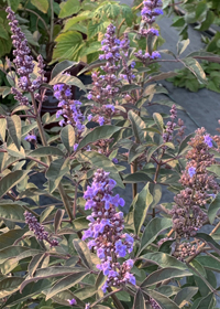 Vitex x 'Bailtexone' PP30283