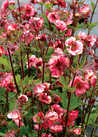 Geum x TEMPO™ Rose'