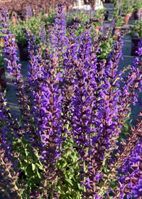 Salvia nemorosa 'Spring King'