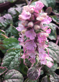 Ajuga reptans 'Pink Lightning'