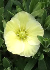 Arenaria montana 'Winter Lemon'