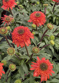 Echinacea 'Moab Sunset'