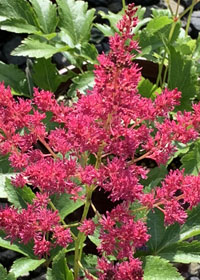 Astilbe hybrida Younique™ Ruby Red ('Versred')