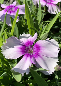 Dianthus chinensis 'Diana Lavender Picotee'