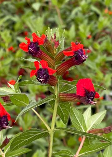 Cuphea purpurea 'Firecracker'