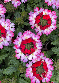 Verbena Beats™ Purple+White ('KLEVP20052')