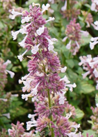 Nepeta faassenii Whispurr™ Pink' (Balpurrink)