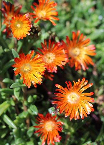 Delospermum hybrid 'Ocean Sunset™ Orange Vibe'