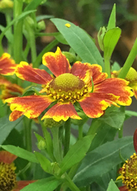 Helenium autumnale Salud™ Embers ('Balsaluemb')