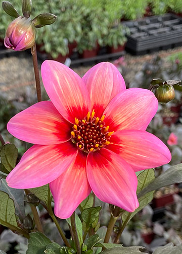 Dahlia x 'Dahlegria Apricot Tricolor'