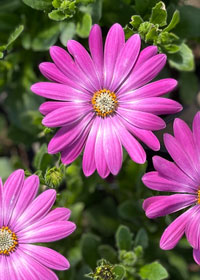 Osteospermum ecklonis Zion™ Pink Orbit ('KLEOE22715')