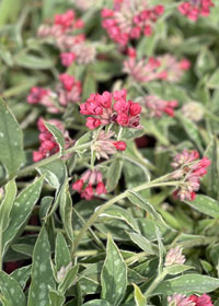 Pulmonaria 'Raspberry Frost'