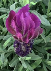 Lavendula stoechas Primavera ('Anouk Deluxe 1225')