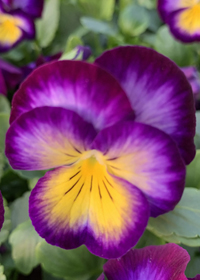 Viola cornuta 'Halo Violet'