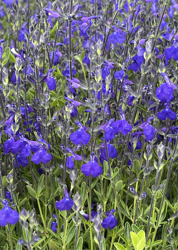 Salvia x jamensis 'Elk Blue Note'