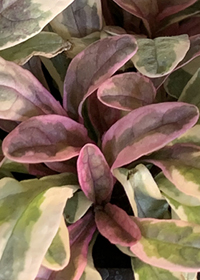 Ajuga tenorii Princess Nadia ('Piotrek01')