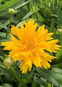 Coreopsis grandiflora 'Double the Sun'