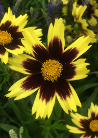 Coreopsis x 'Super Star'