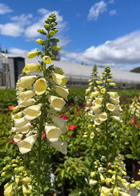 Digitalis hybrida Arctic Fox™ Lemon Cream ('Balroxleam')