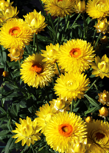Xerochrysum bracteatum Granvia 'Gold'