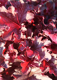 Heuchera 'Ruby Tuesday'