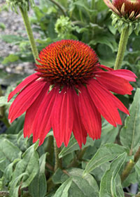 Echinacea x Artisan™ Red Ombre'