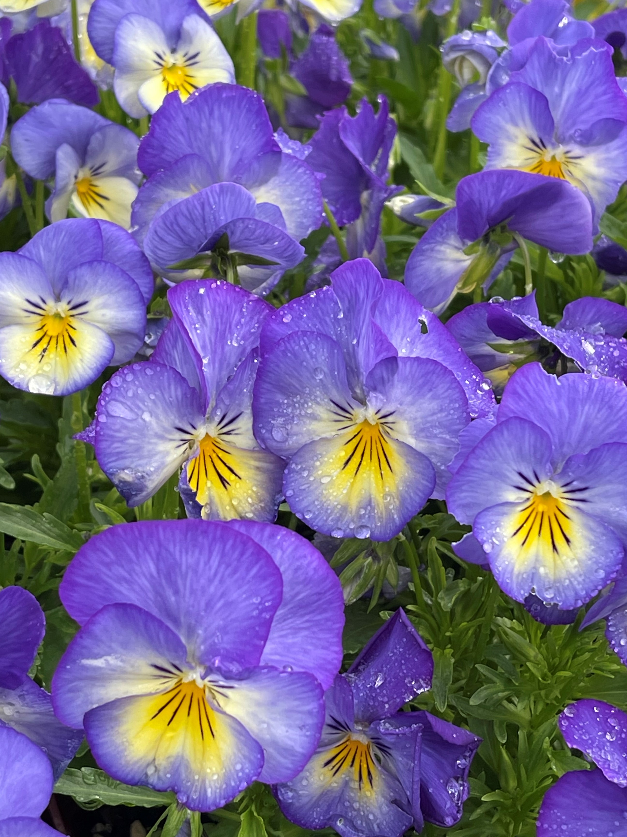 Viola cornuta 'Halo Sky Blue'
