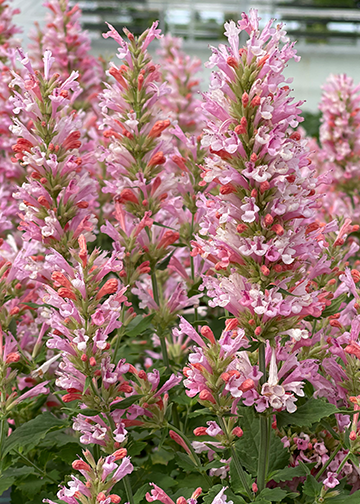 Agastache x 'Pink Pearl'