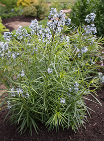 Amsonia ciliata 'Halfway to Arkansas'