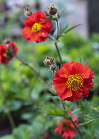 Geum hybrida 'Sangria'