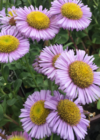 Erigeron glaucus 'Bountiful'