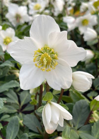 Helleborus niger HGC® 'Jacob'