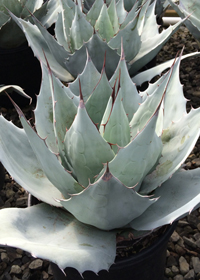 Agave ovatifolia 'Frosty Blue'