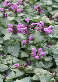 Lamium maculatum 'Ghost'