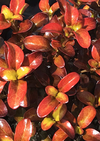 Coprosma repens 'Pina Colada'