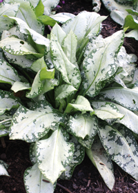 Pulmonaria Moonshine'