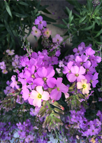 Erysimum 'Poem™ Lilac'