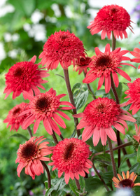 Echinacea purpurea 'Raspberry Truffle'