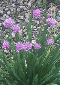 Allium 'Pink Planet'