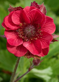 Geum x 'Flames of Passion'