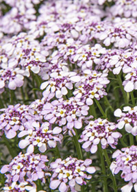 Iberis 'Pink Ice'