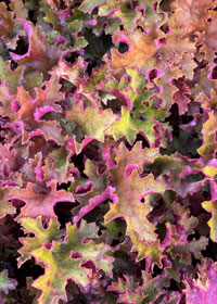 Heuchera 'Zipper'