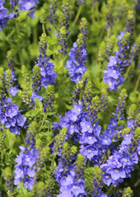 Veronica austriaca Venice Blue'