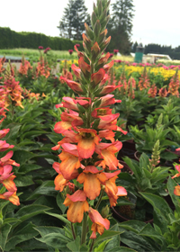 Digiplexis x. 'Illumination Flame'