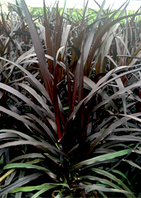 Pennisetum x 'First Knight'