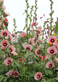 Alcea rosea 'Halo Apricot'